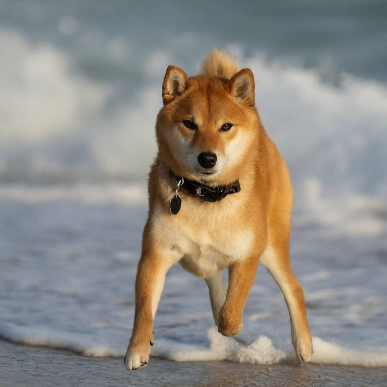 Shinjukawa – Allevamento e vendita Shiba Inu